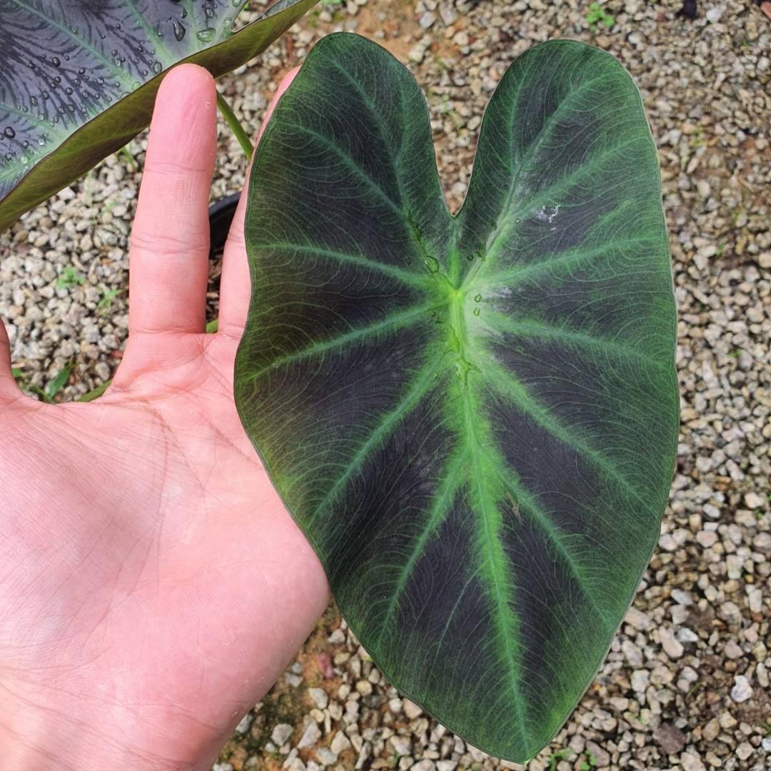 Colocasia Aloha, Furniture & Home Living, Gardening, Plants & Seeds on ...