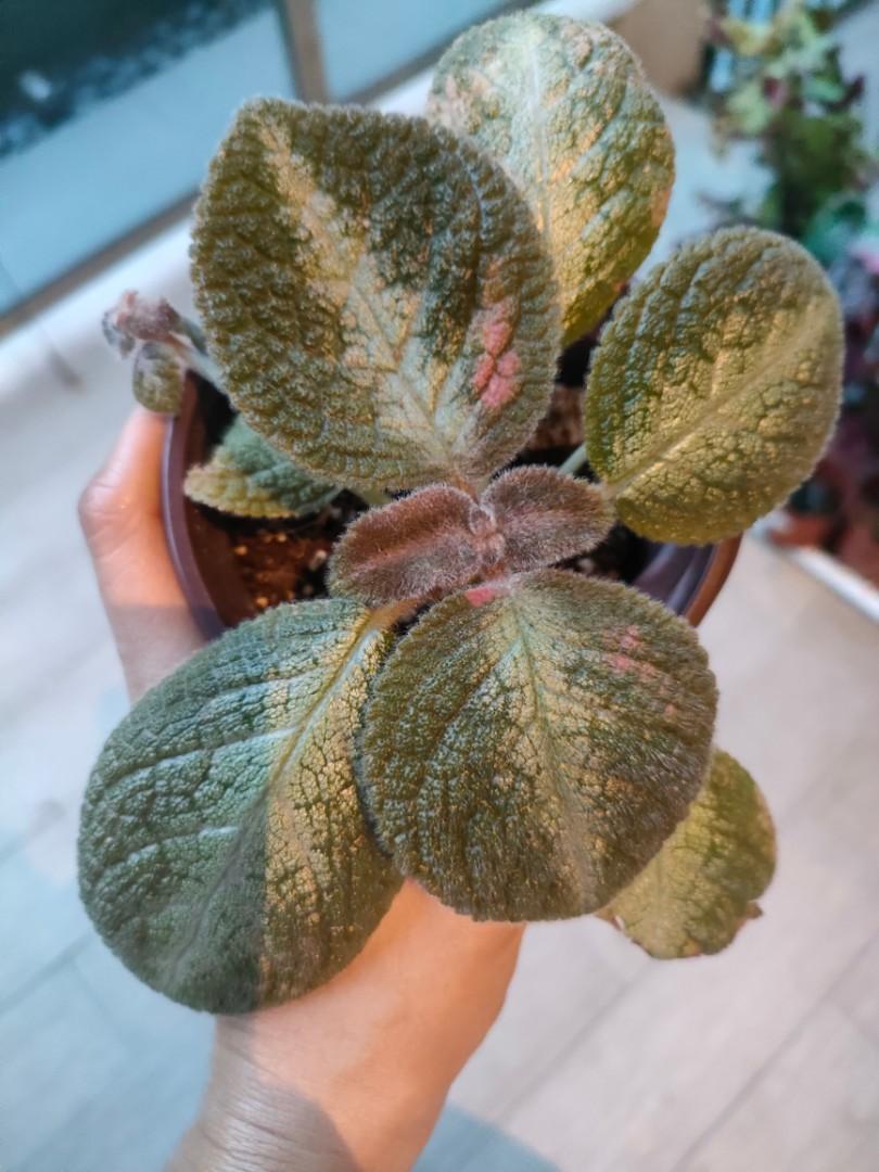Episcia, Furniture & Home Living, Gardening, Plants & Seeds on Carousell