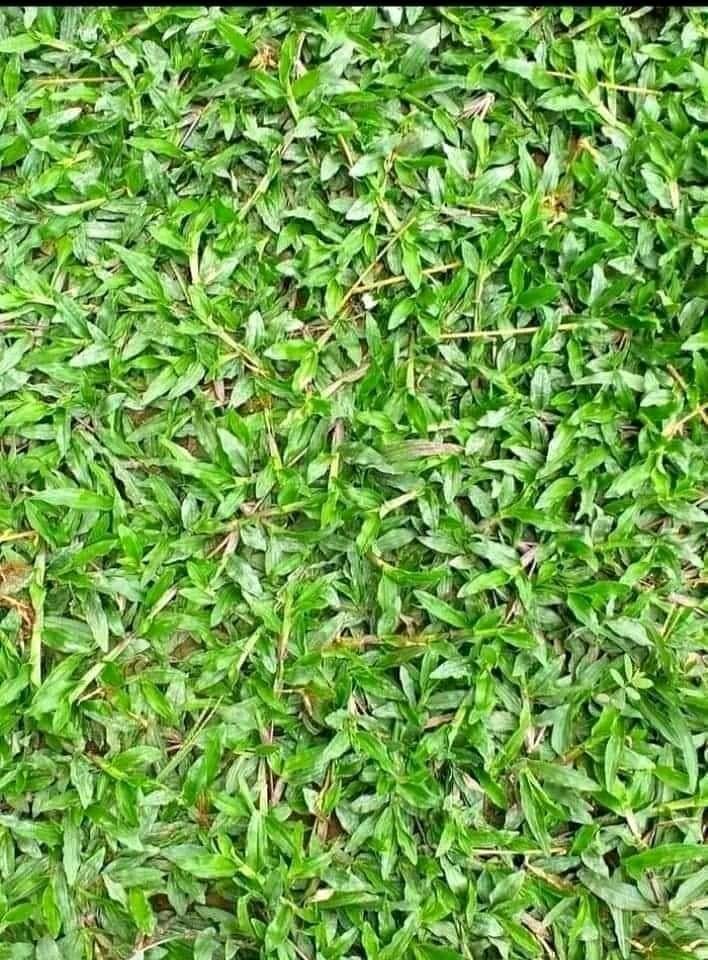 Frograss/carabao grass, Furniture & Home Living, Gardening, Gardening ...