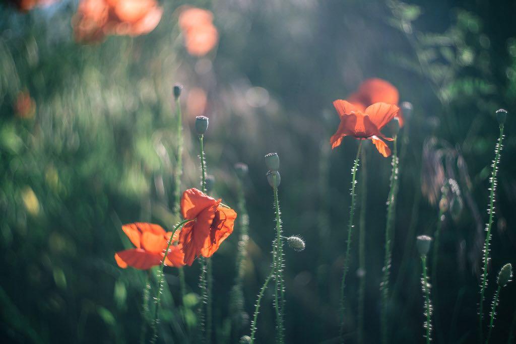 Helios-77M 50mm f1.8 Russian Vintage, Photography, Lens & Kits on Carousell