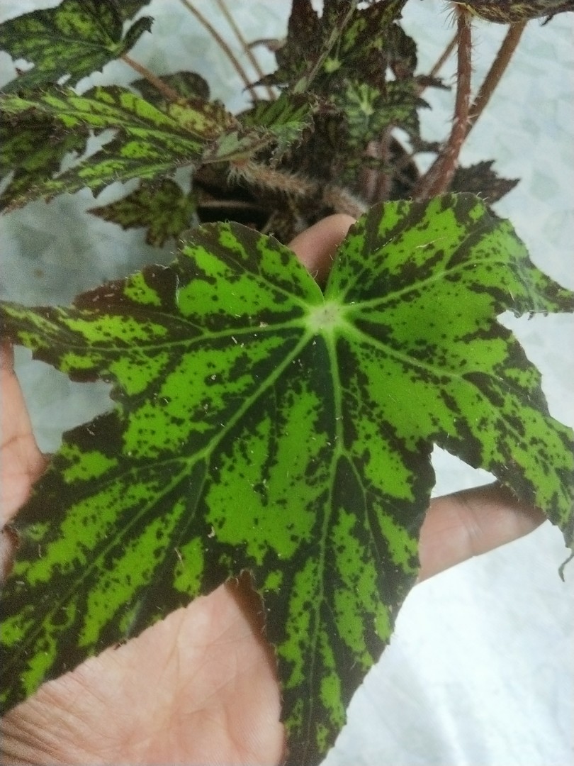 Begonia Cleopatra, Furniture & Home Living, Gardening, Plants & Seeds ...