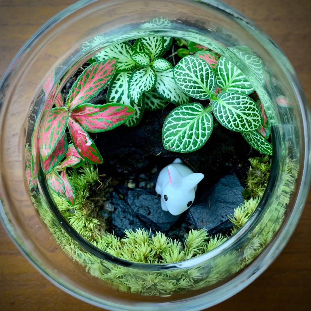 Terrarium - Rabbit In a burrow, Hobbies & Toys, Stationery & Craft ...