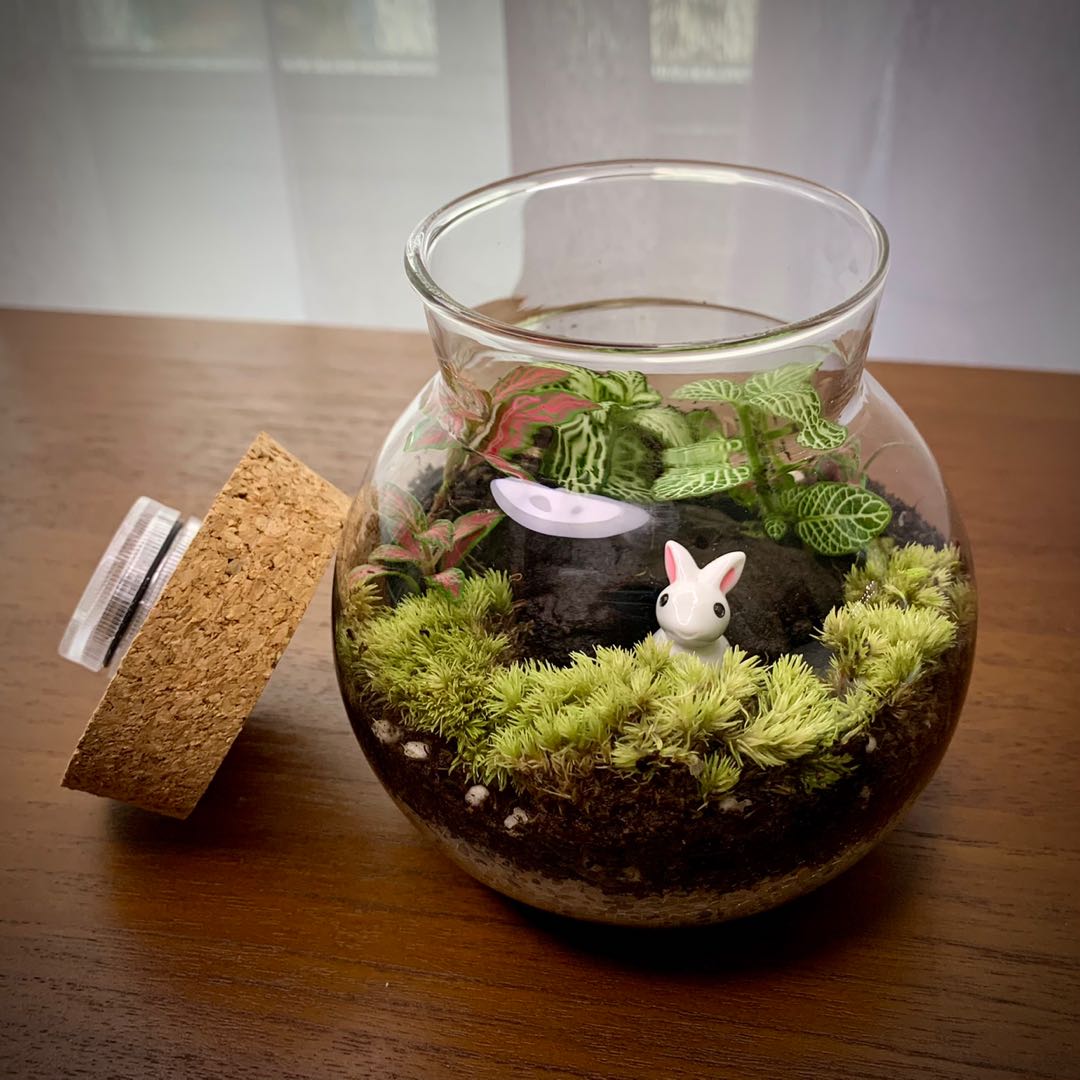 Terrarium - Rabbit In a burrow, Hobbies & Toys, Stationery & Craft ...