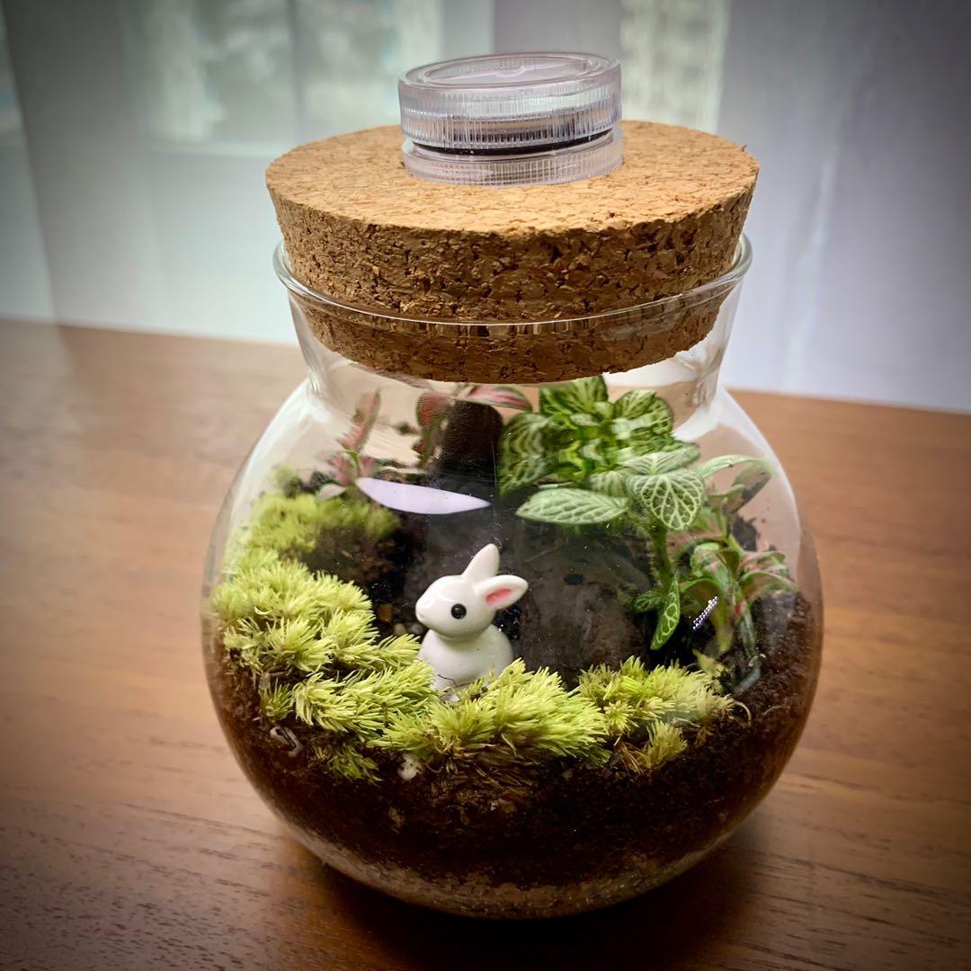 Terrarium - Rabbit In a burrow, Hobbies & Toys, Stationery & Craft ...