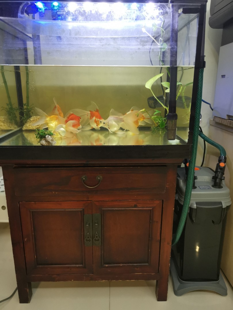 2ft Fish tank to clear., Pet Supplies, Homes & Other Pet Accessories on ...