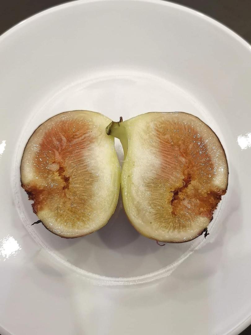 BTM6 fig plant grown from cutting., Furniture & Home Living, Gardening, Plants & Seeds on Carousell