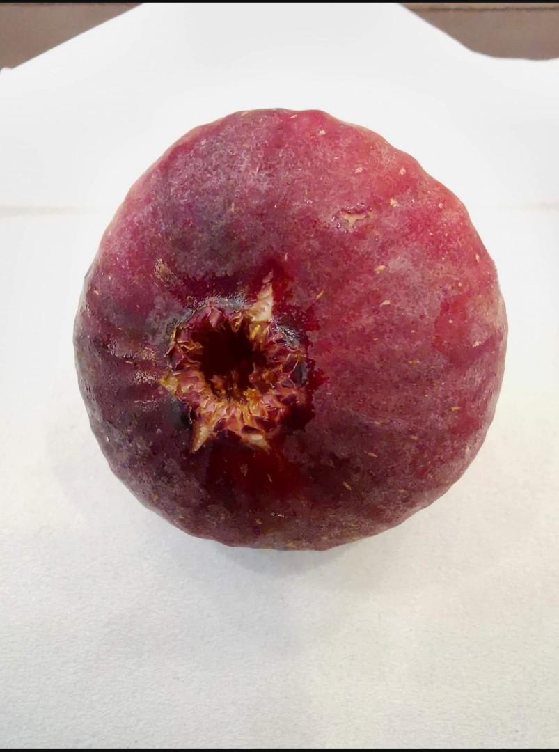 BTM6 fig plant grown from cutting., Furniture & Home Living, Gardening, Plants & Seeds on Carousell