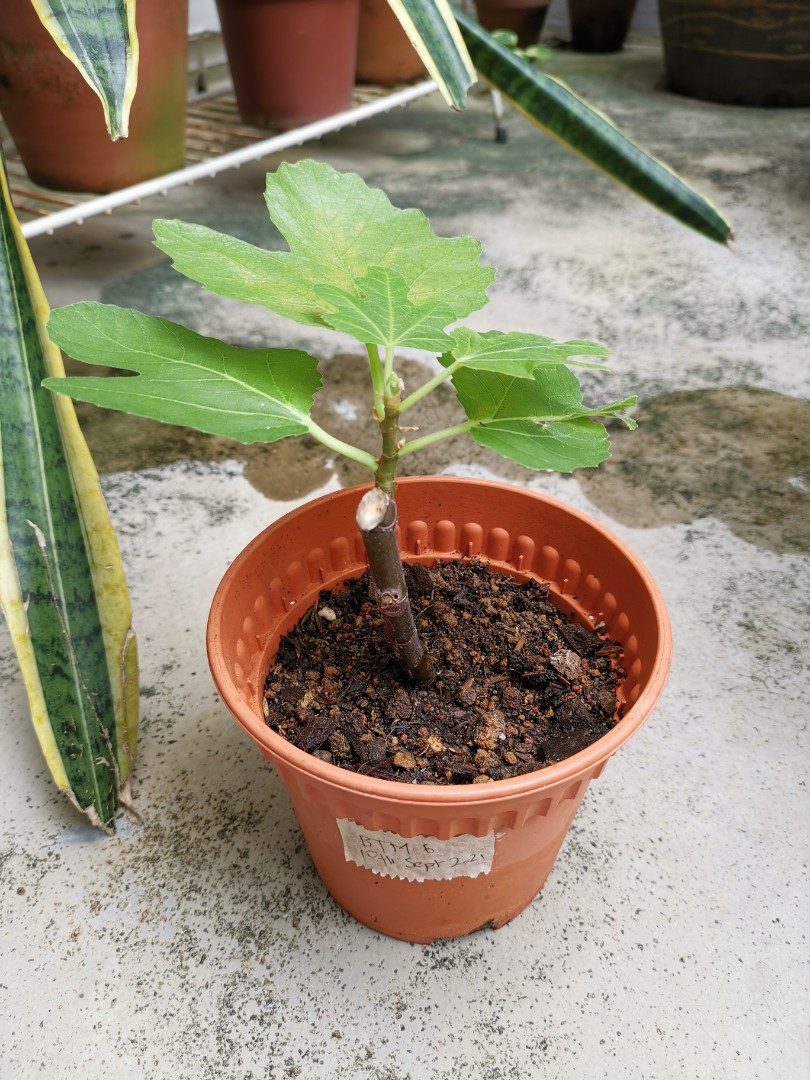 BTM6 fig plant grown from cutting., Furniture & Home Living, Gardening, Plants & Seeds on Carousell