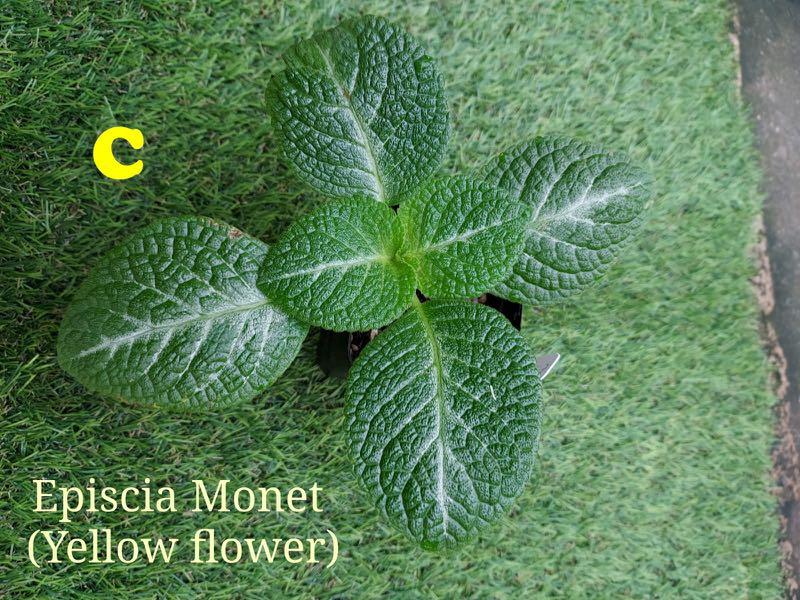 Episcia Monet (yellow), Furniture & Home Living, Gardening, Plants ...