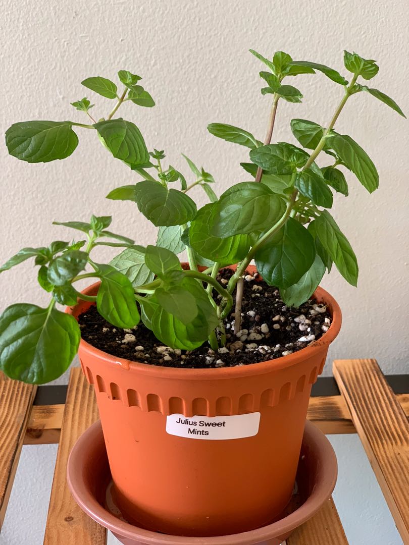 Julius Sweet Mint, Furniture & Home Living, Gardening, Plants & Seeds ...
