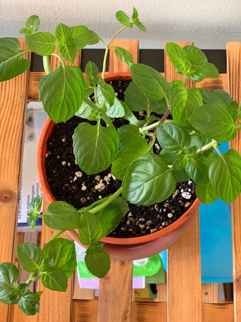 Julius Sweet Mint, Furniture & Home Living, Gardening, Plants & Seeds ...