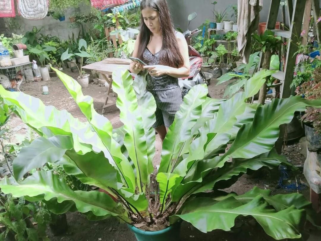 Largest Birdnest Fern Pakpak Lawin, Furniture & Home Living, Gardening ...