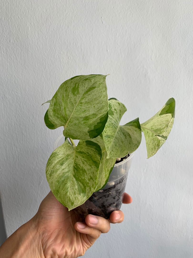 Manjula pothos, Furniture & Home Living, Gardening, Plants & Seeds on ...