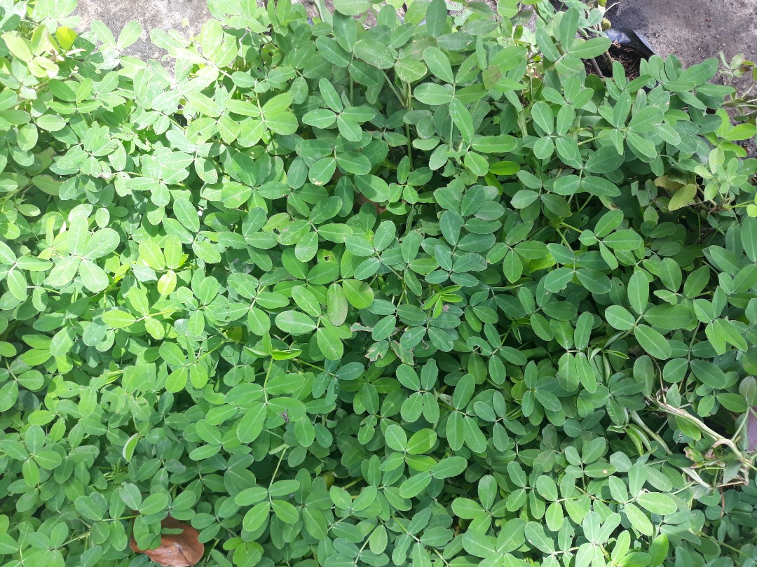 Peanut Vine, Furniture & Home Living, Gardening, Plants & Seeds on ...