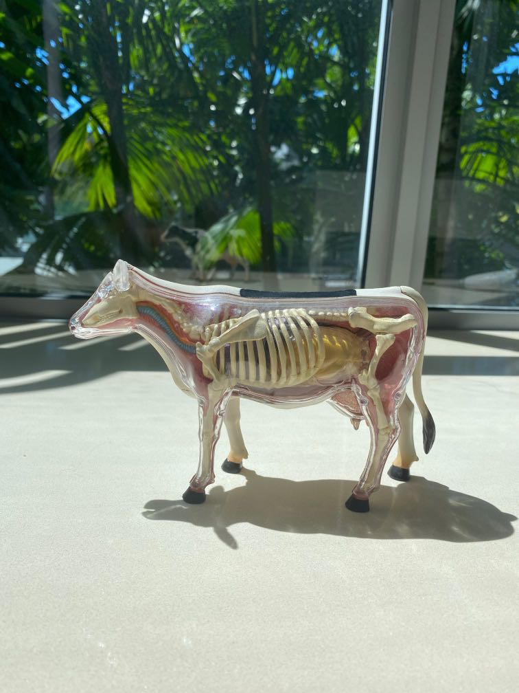 3D Cow Anatomy Model Biology Science Interactive Toys Animal, Hobbies ...