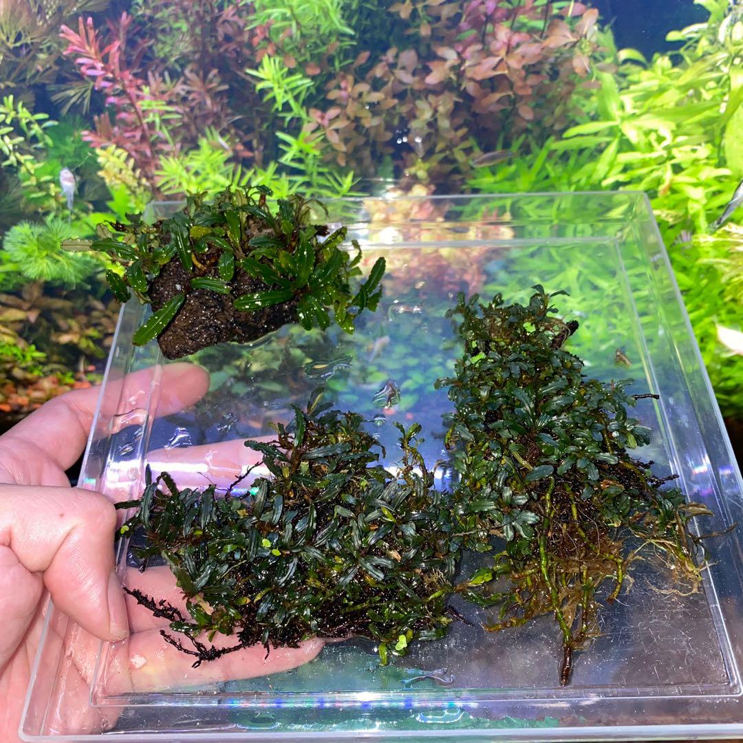 Bucephalandra species, Pet Supplies, Pet Food on Carousell