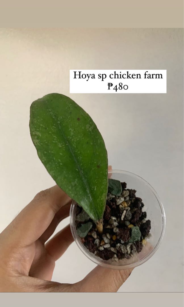 Hoya chicken farm, Furniture & Home Living, Gardening, Plants & Seeds ...