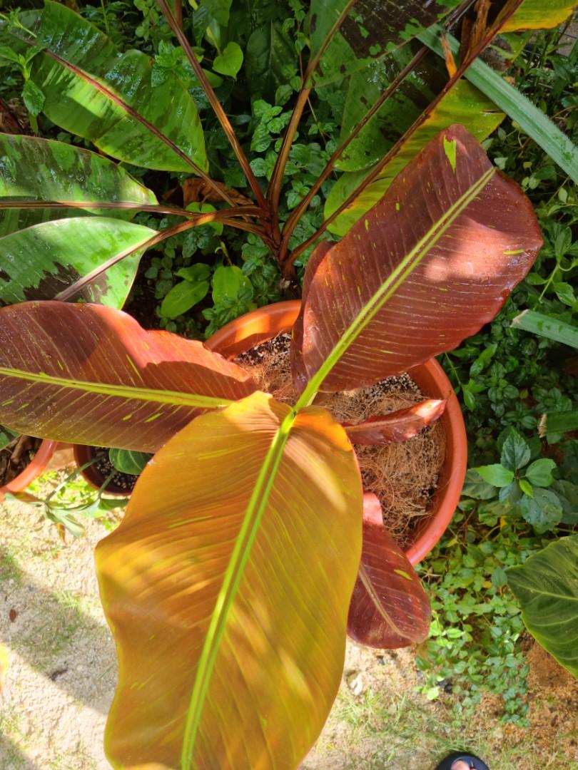 Variegated banana | Musa variegated | Musa Siam Ruby, Furniture & Home ...