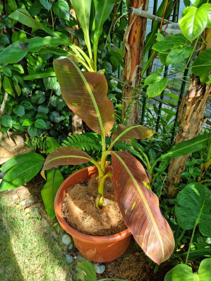 Variegated banana | Musa variegated | Musa Siam Ruby, Furniture & Home ...
