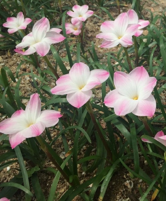 Rain Lily Lily Pie Bulb, Furniture & Home Living, Gardening, Plants ...