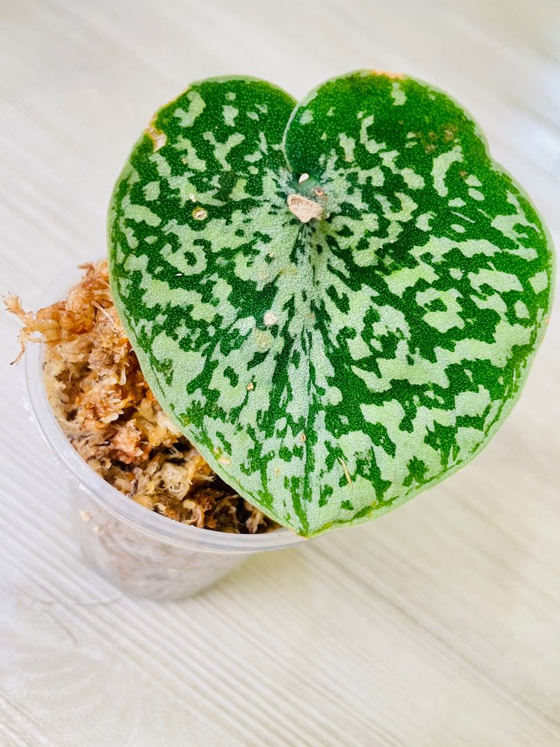 Scindapsus Snake Scale, Furniture & Home Living, Gardening, Plants ...
