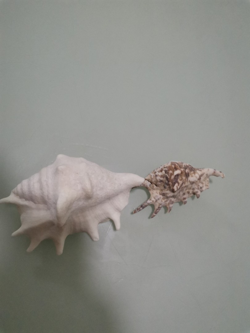 Sea shell, Pet Supplies, Homes & Other Pet Accessories on Carousell