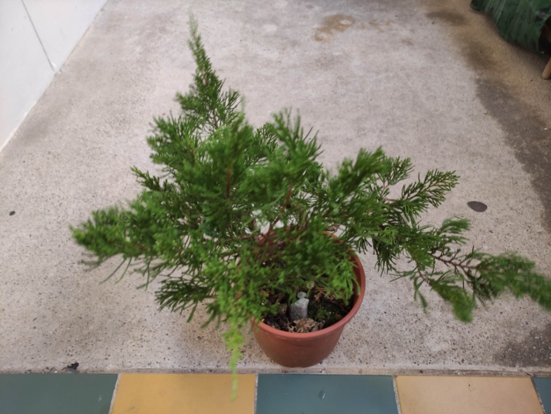 Taiwan Juniper, Furniture & Home Living, Gardening, Plants & Seeds on ...