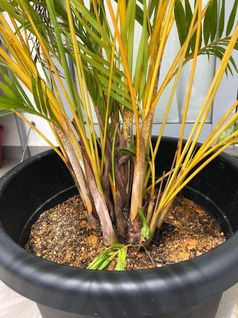 Yellow palm plant in pot, Furniture & Home Living, Gardening, Plants ...