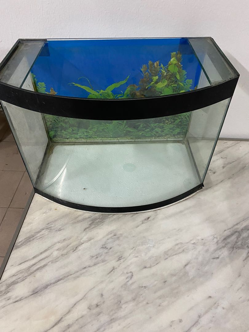 17” curved glass tank, Lifestyle Services, Pet Care Services on Carousell