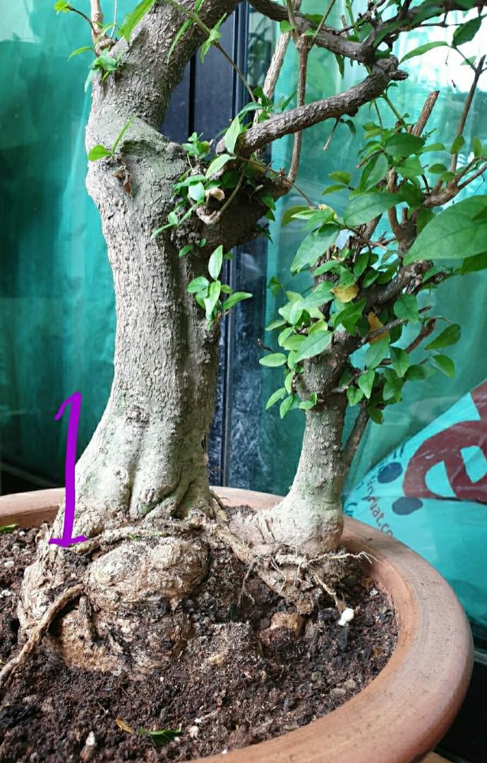 40 Years Old Shui Mei Bonsai Plant / Water Jasmine / Wrightia Religiosa ...