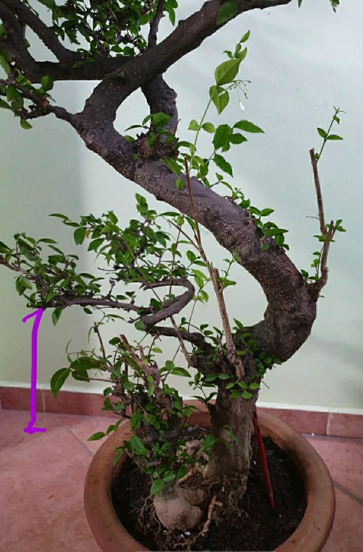 40 Years Old Shui Mei Bonsai Plant / Water Jasmine / Wrightia Religiosa ...