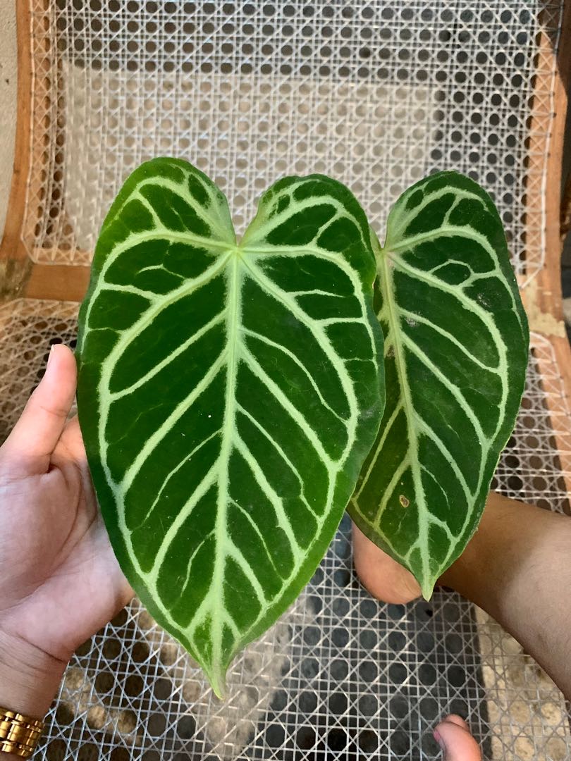 Anthurium Crystal Hope, Furniture & Home Living, Gardening, Plants ...
