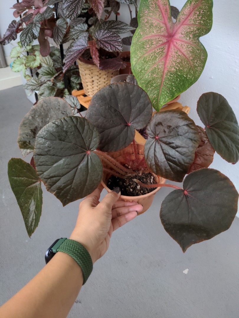 Begonia U497, Furniture & Home Living, Gardening, Plants & Seeds on ...