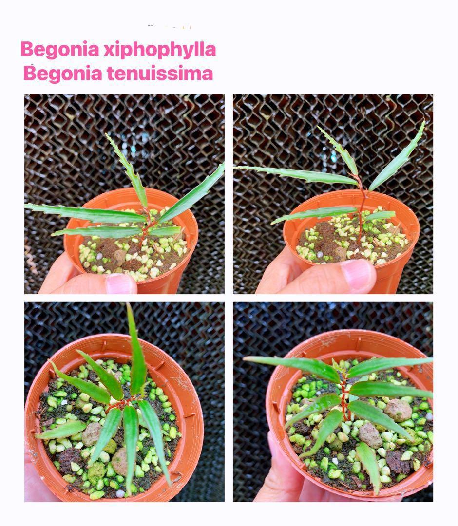 Begonia xiphophylla ,Begonia tenuissima, Furniture & Home Living ...