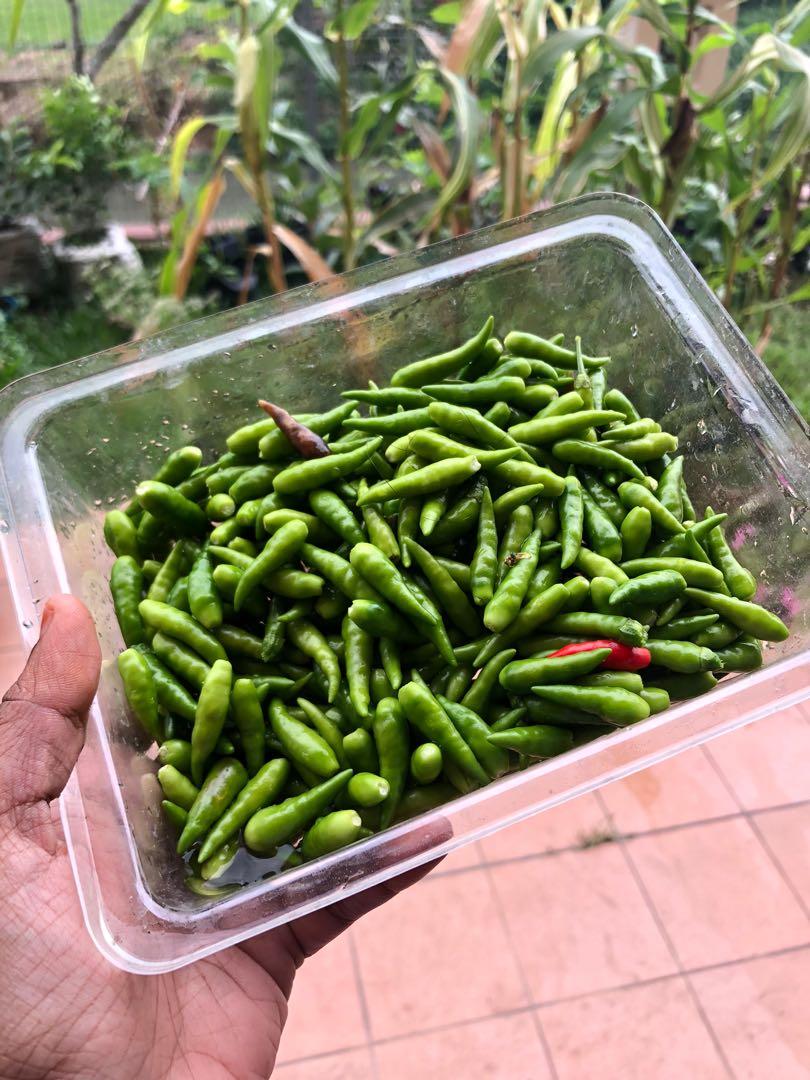 Cili padi hijau, Food & Drinks, Local Eats on Carousell