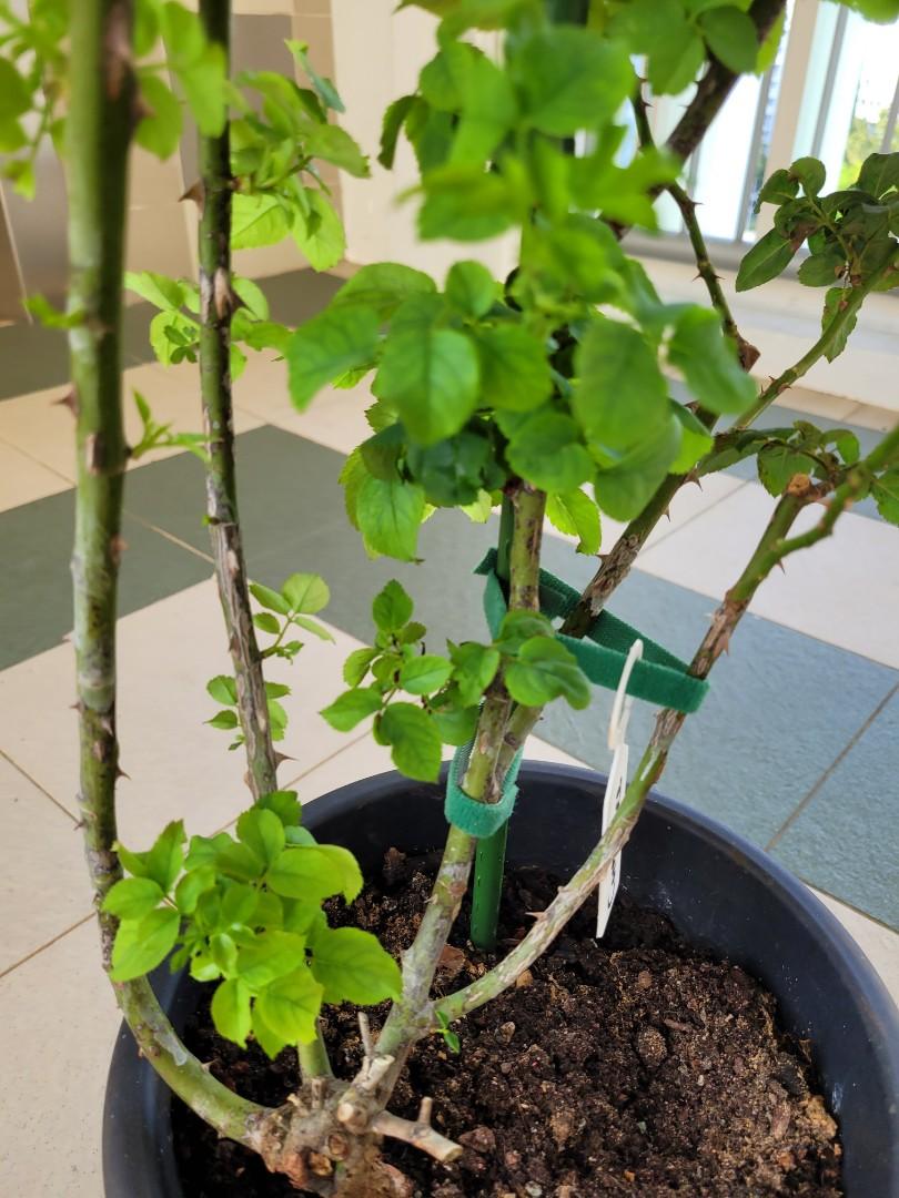 constance rose plant, Furniture & Home Living, Gardening, Plants ...