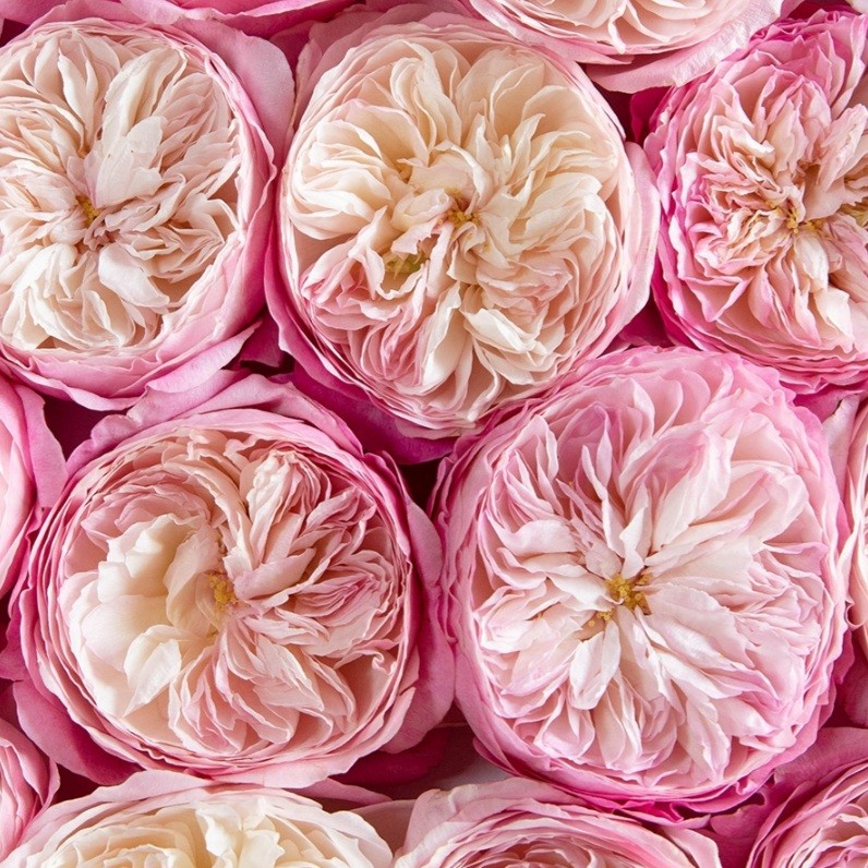 constance rose plant, Furniture & Home Living, Gardening, Plants ...