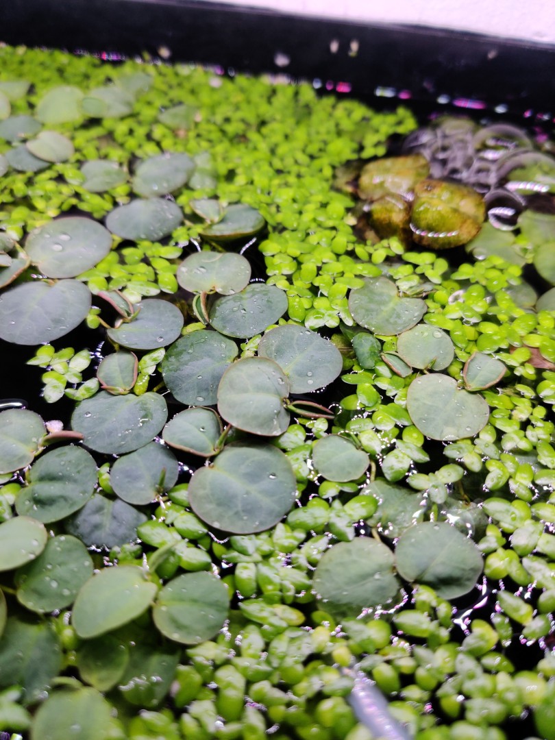 FOC duckweed, Furniture & Home Living, Gardening, Plants & Seeds on ...