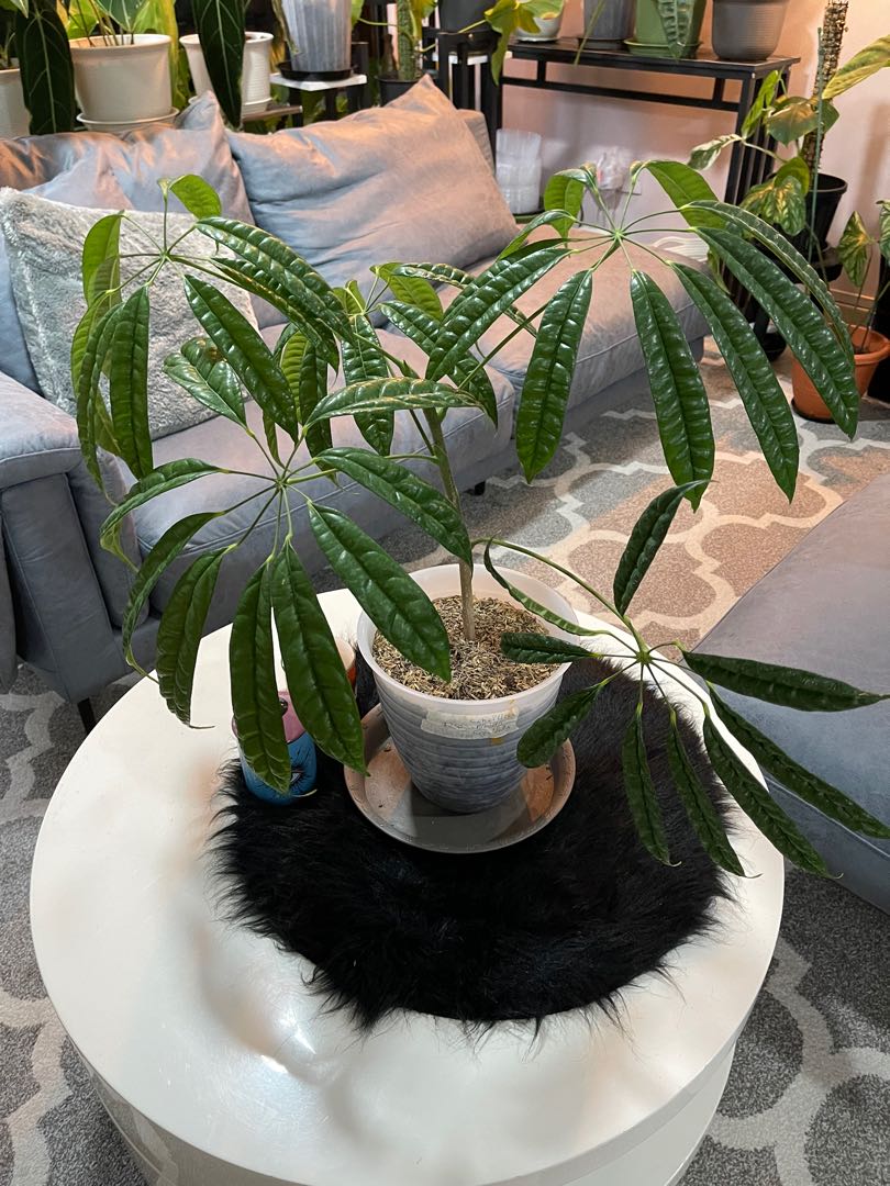 Giant Schefflera Albido-Bracteata healthy rare plant and rare with new ...