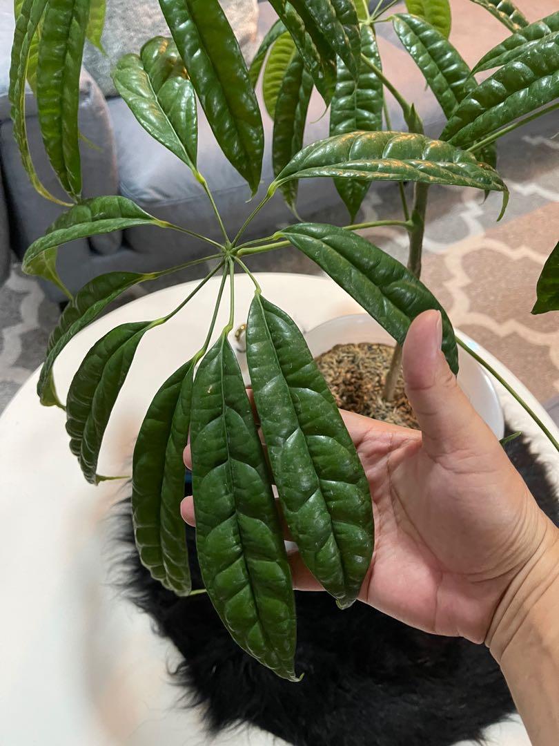Giant Schefflera Albido-Bracteata healthy rare plant and rare with new ...