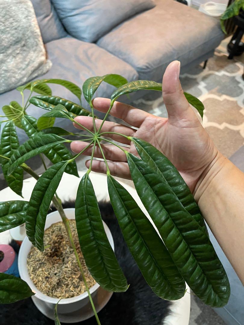 Giant Schefflera Albido-Bracteata healthy rare plant and rare with new ...
