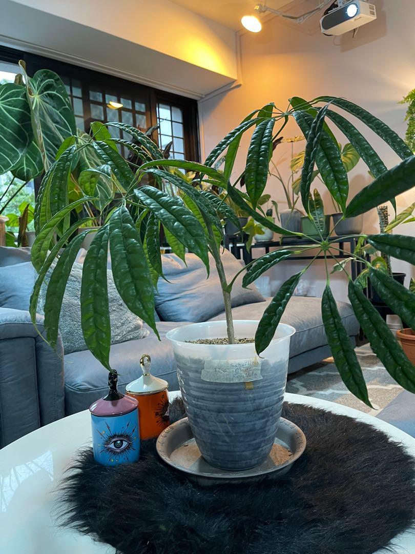 Giant Schefflera Albido-Bracteata healthy rare plant and rare with new ...