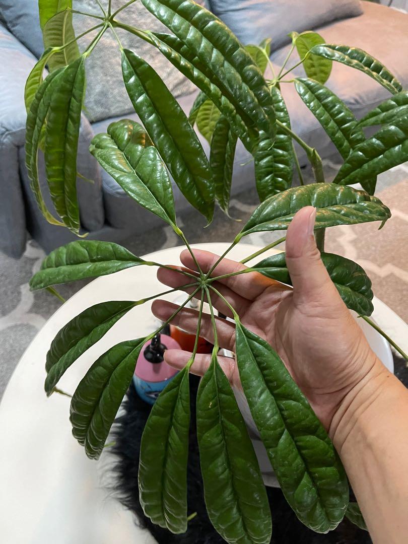Giant Schefflera Albido-Bracteata healthy rare plant and rare with new ...