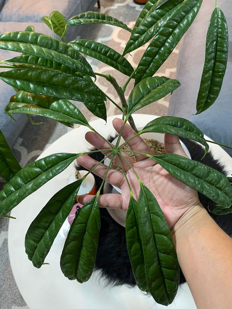 Giant Schefflera Albido-Bracteata healthy rare plant and rare with new ...