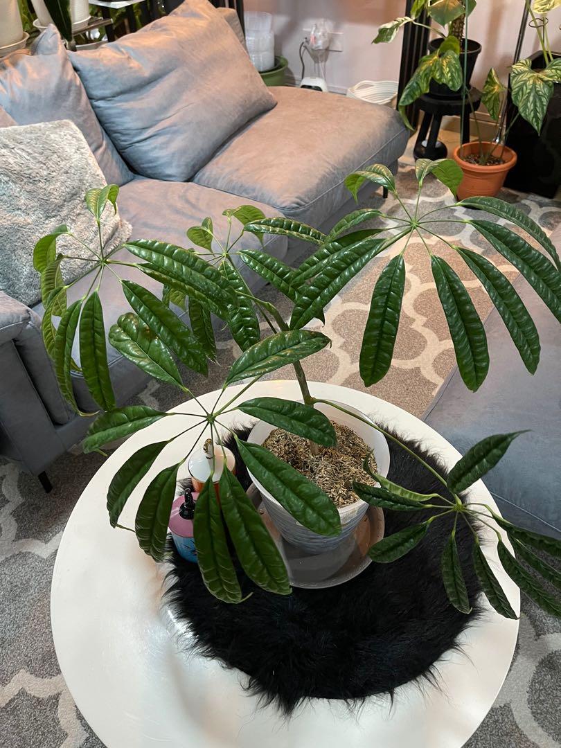 Giant Schefflera Albido-Bracteata healthy rare plant and rare with new ...