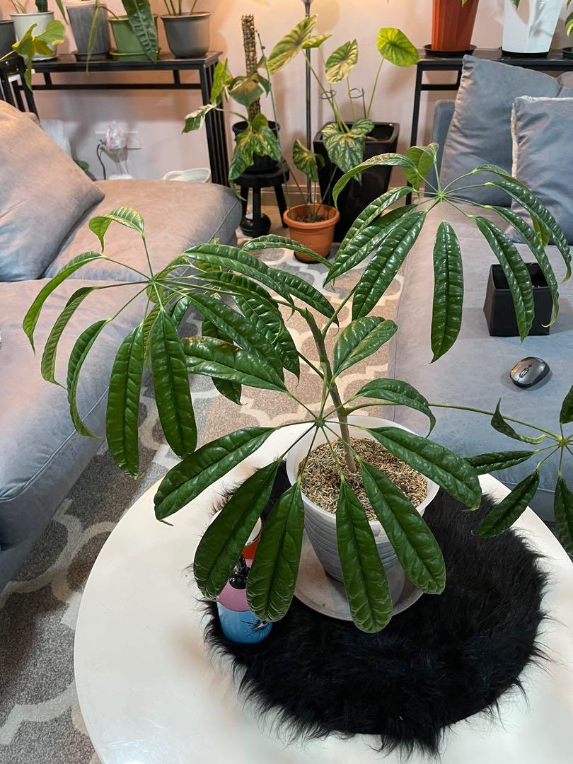 Giant Schefflera Albido-Bracteata healthy rare plant and rare with new ...