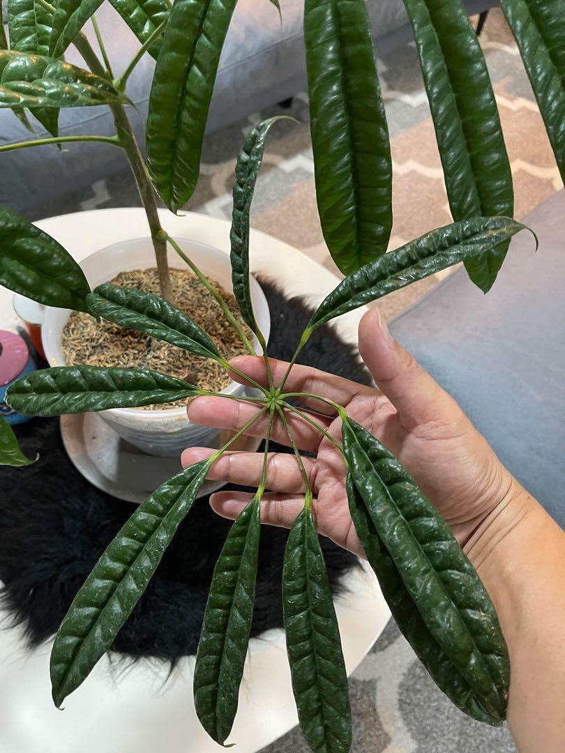 Giant Schefflera Albido-Bracteata healthy rare plant and rare with new ...