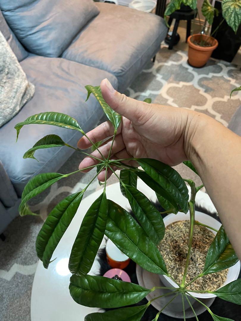 Giant Schefflera Albido-Bracteata healthy rare plant and rare with new ...