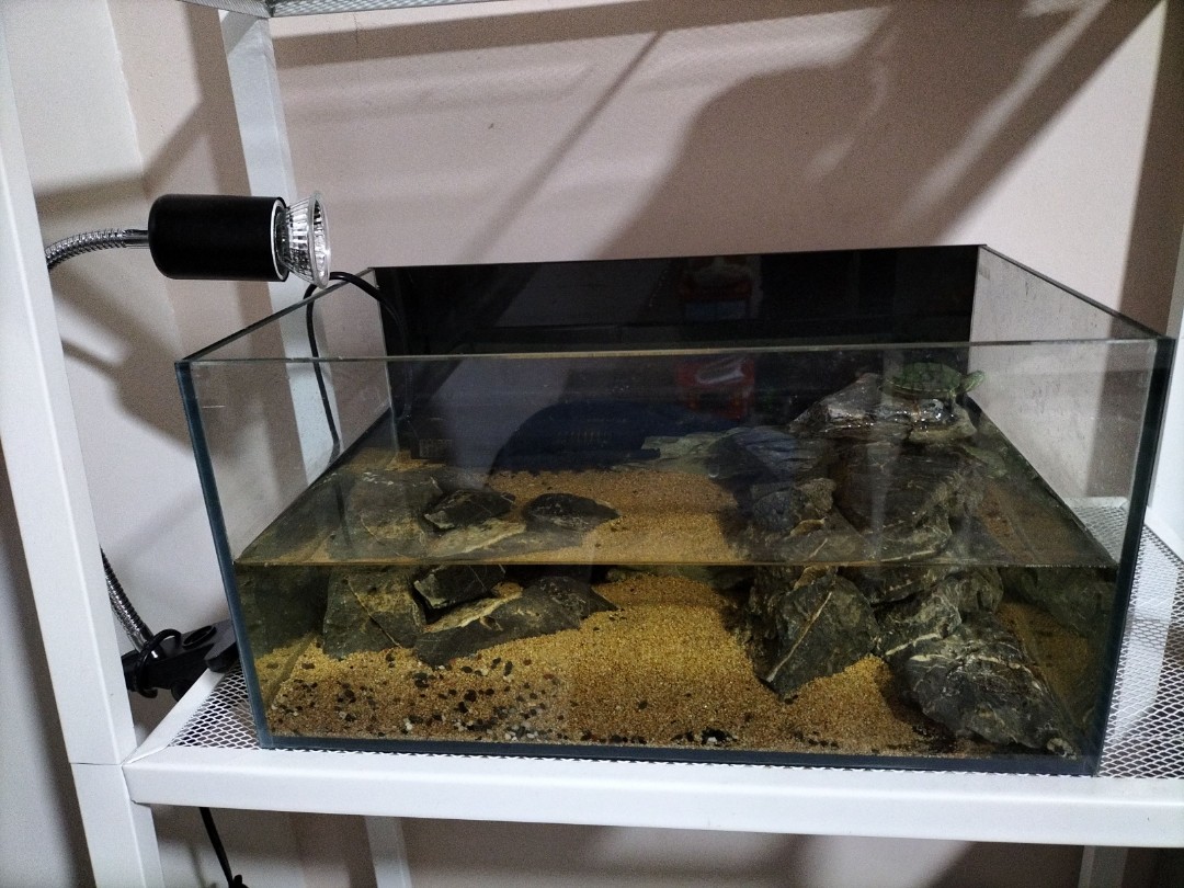 Terrapin setup, Pet Supplies, Homes & Other Pet Accessories on Carousell