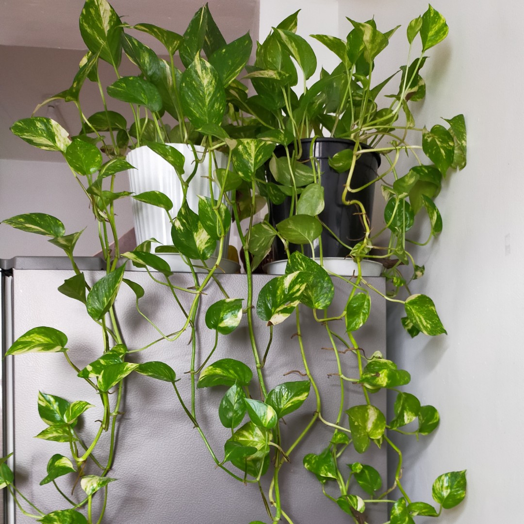Trailing pothos, Furniture & Home Living, Gardening, Plants & Seeds on ...